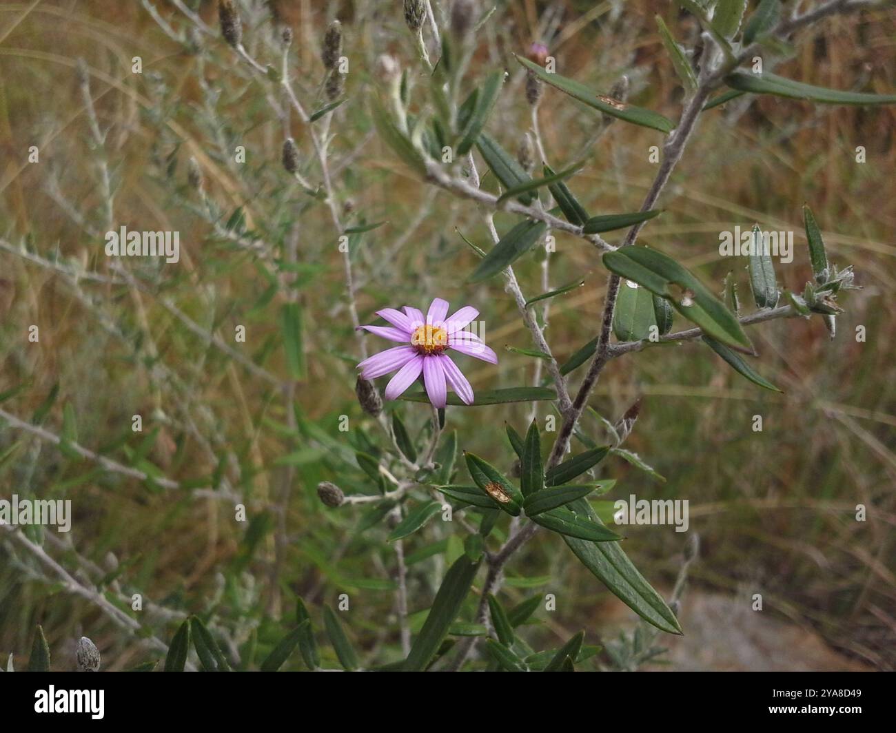 Bushman Tea (Athrixia phylicoides) Plantae Stock Photo - Alamy