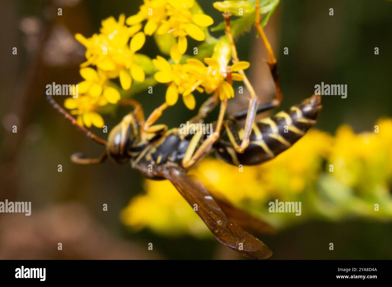 Northern Paper Wasp (Polistes fuscatus) Insecta Stock Photo - Alamy