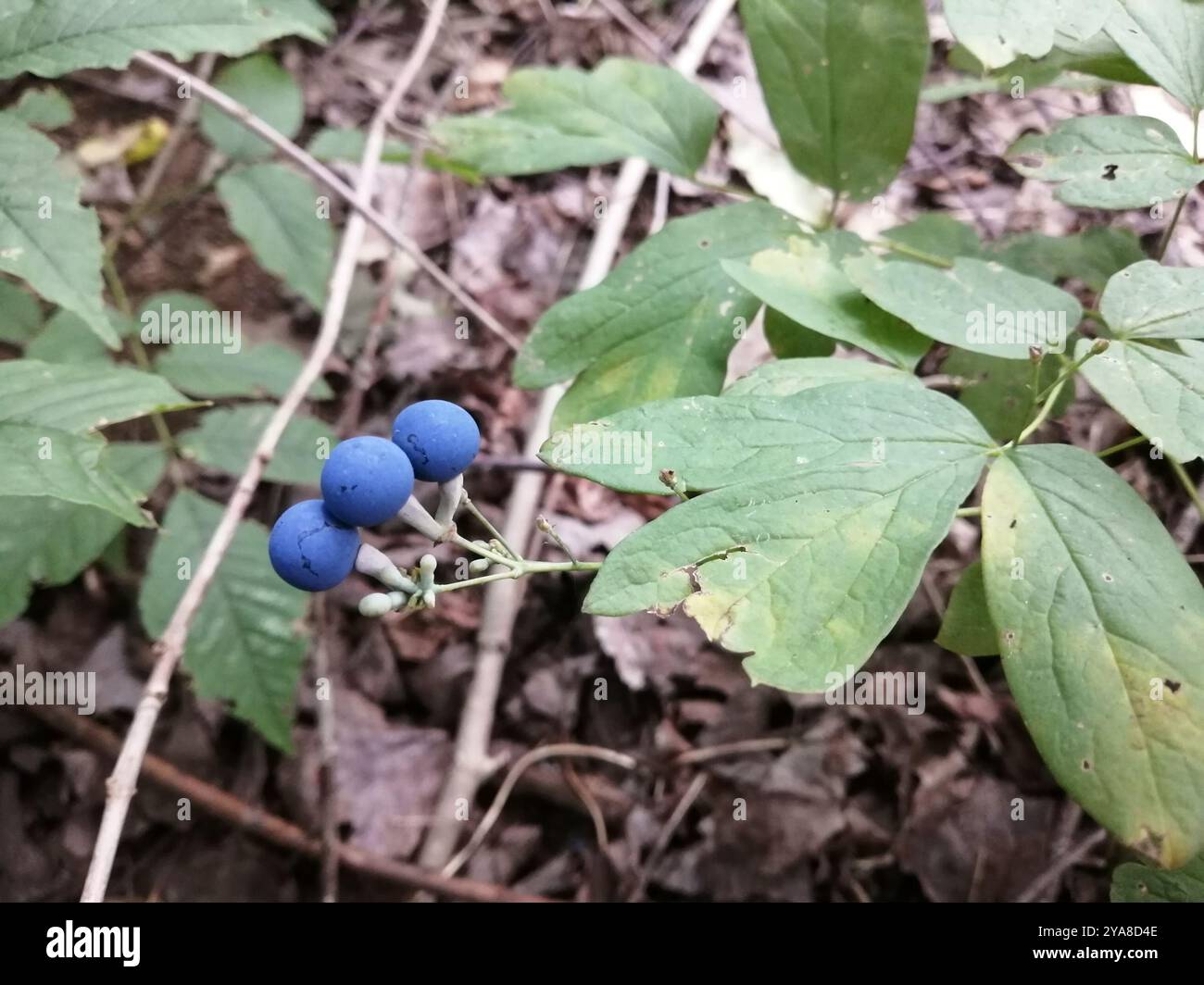 blue cohosh (Caulophyllum thalictroides) Plantae Stock Photo - Alamy