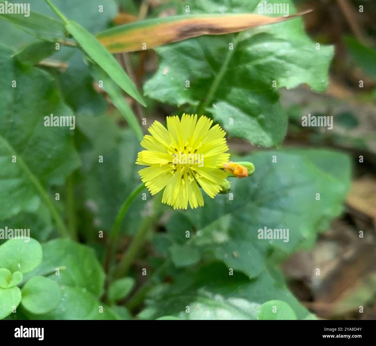 Oriental false hawksbeard (Youngia japonica) Plantae Stock Photo - Alamy