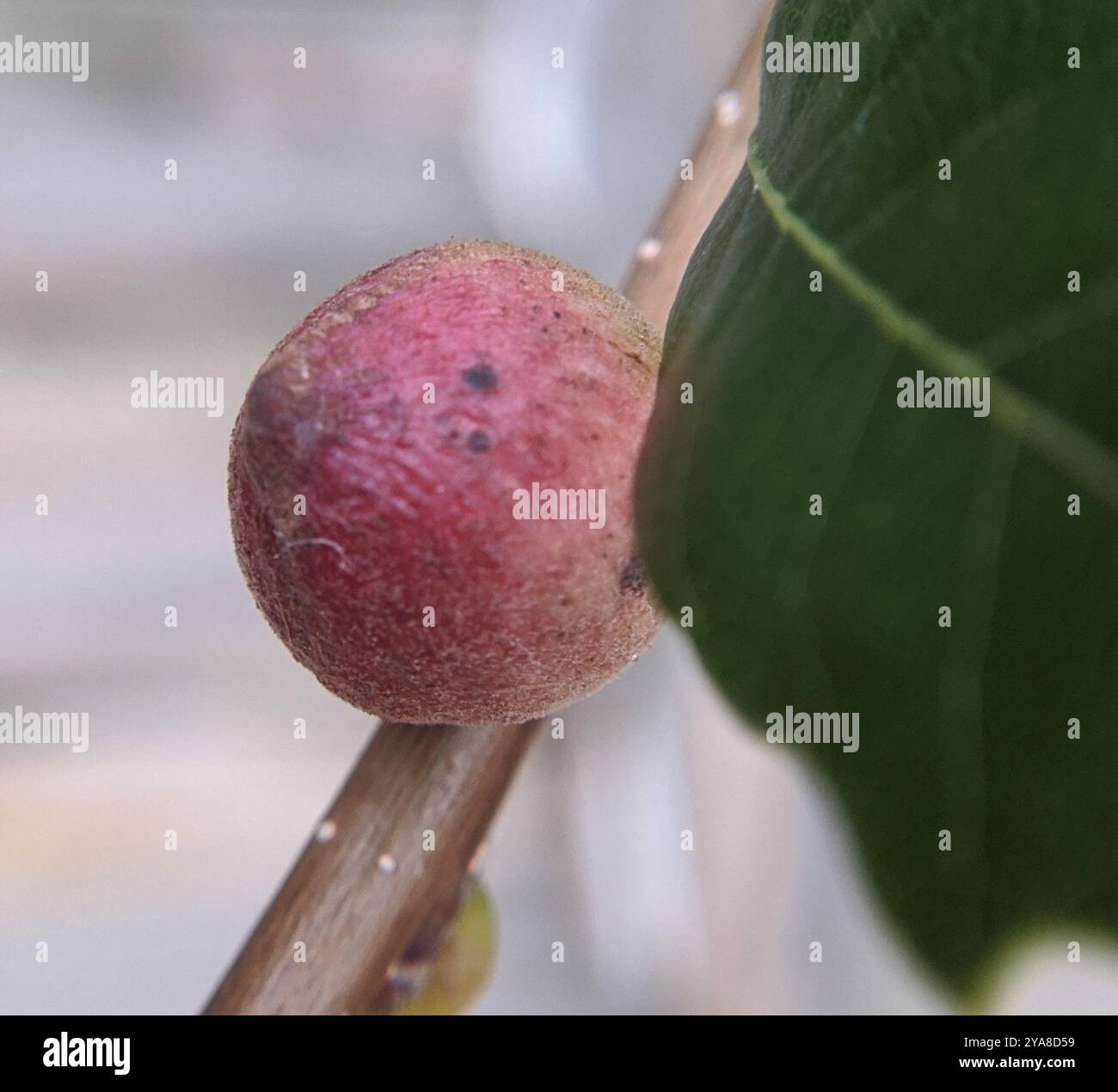 Oak Rough Bulletgall Wasp (Disholcaspis quercusmamma) Insecta Stock ...