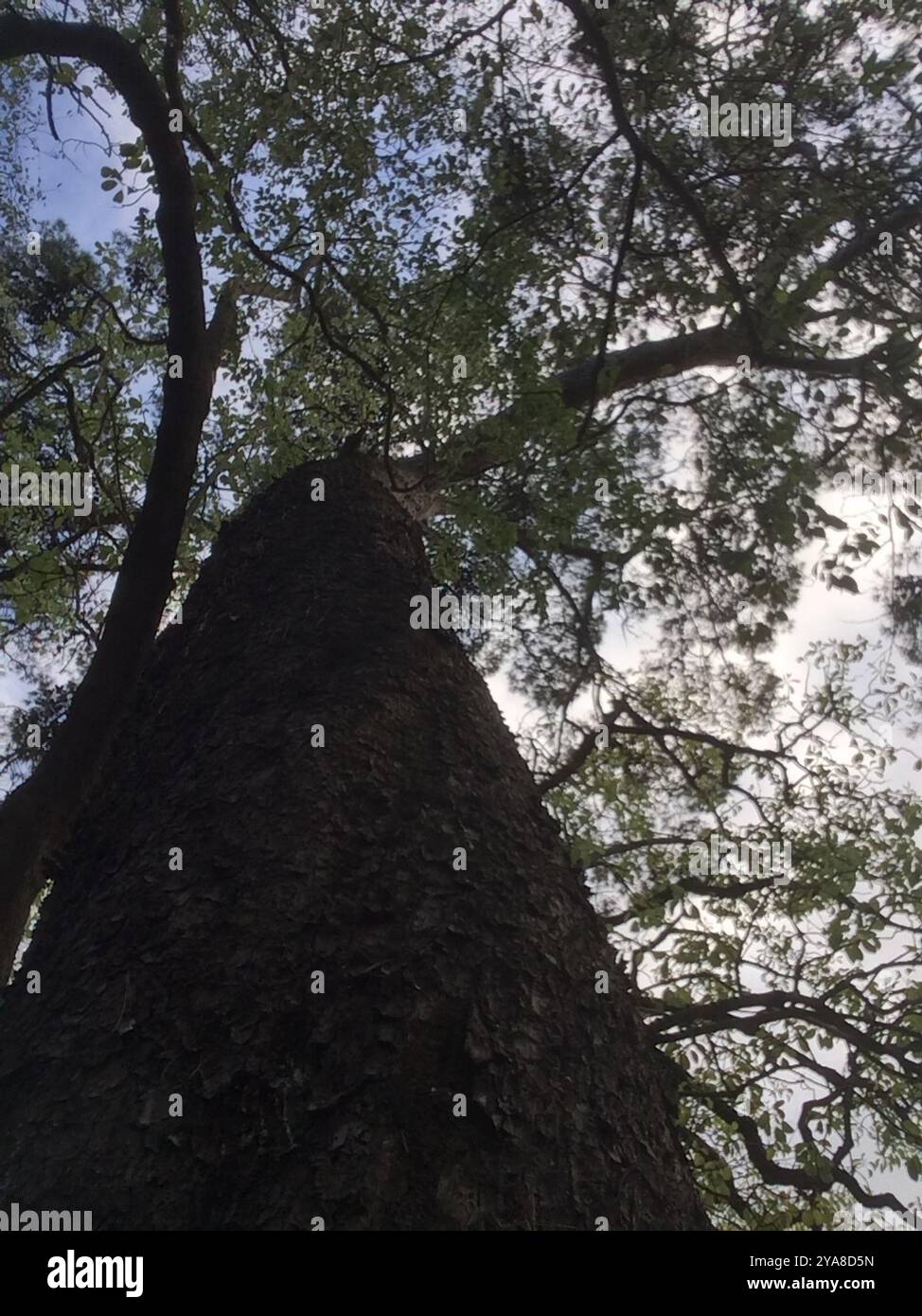 maritime pine (Pinus pinaster) Plantae Stock Photo - Alamy