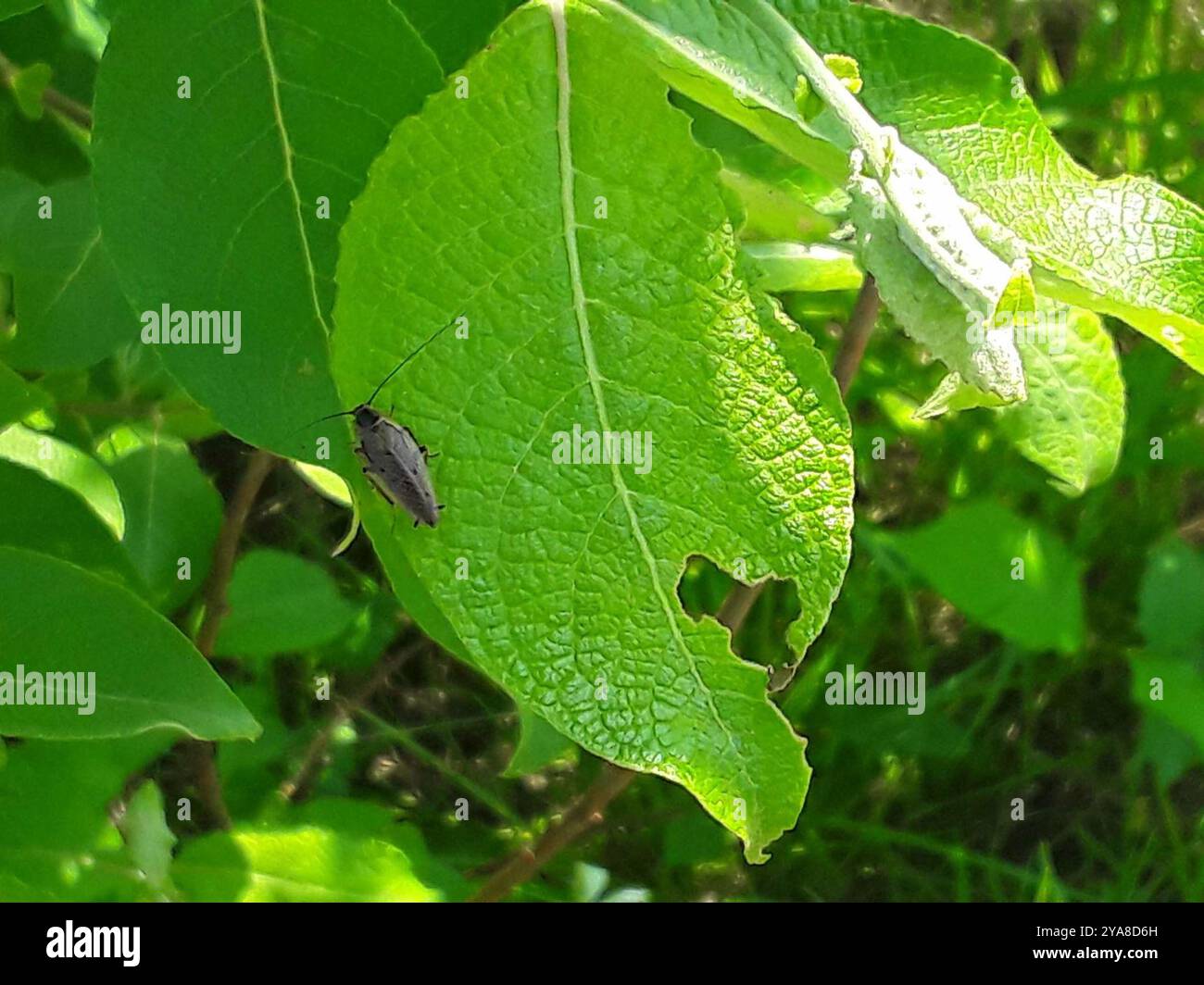 Ectobius lapponicus dusky cockroach hi-res stock photography and images ...