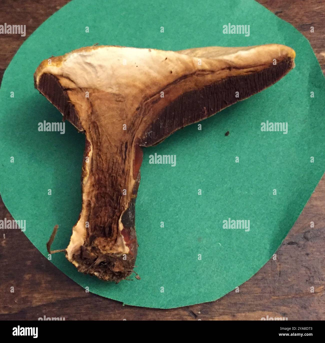 golden reishi (Ganoderma curtisii) Fungi Stock Photo - Alamy