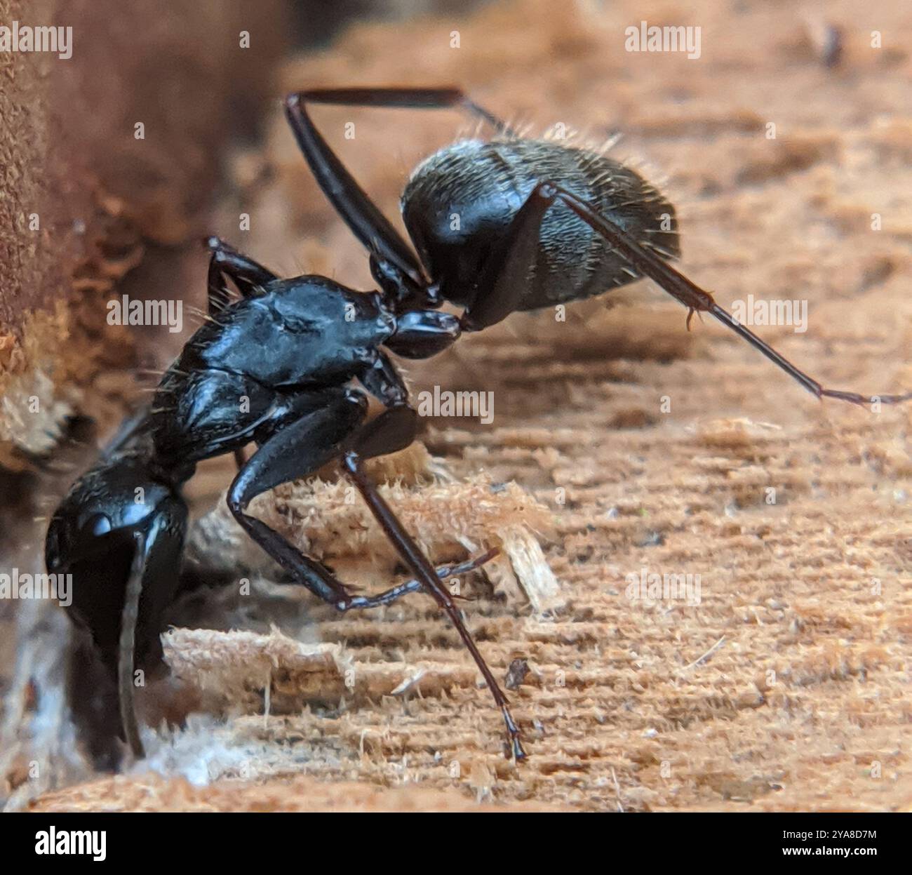 Eastern Black Carpenter Ant (Camponotus pennsylvanicus) Insecta Stock ...