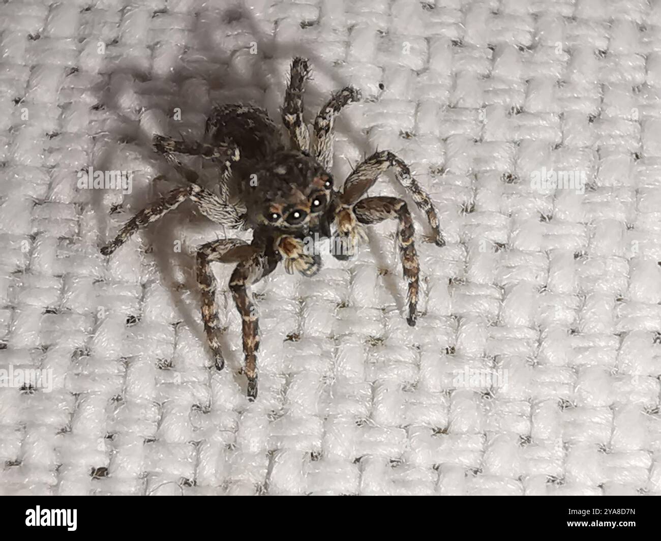 Downy jumping spider (Attulus pubescens) Arachnida Stock Photo - Alamy