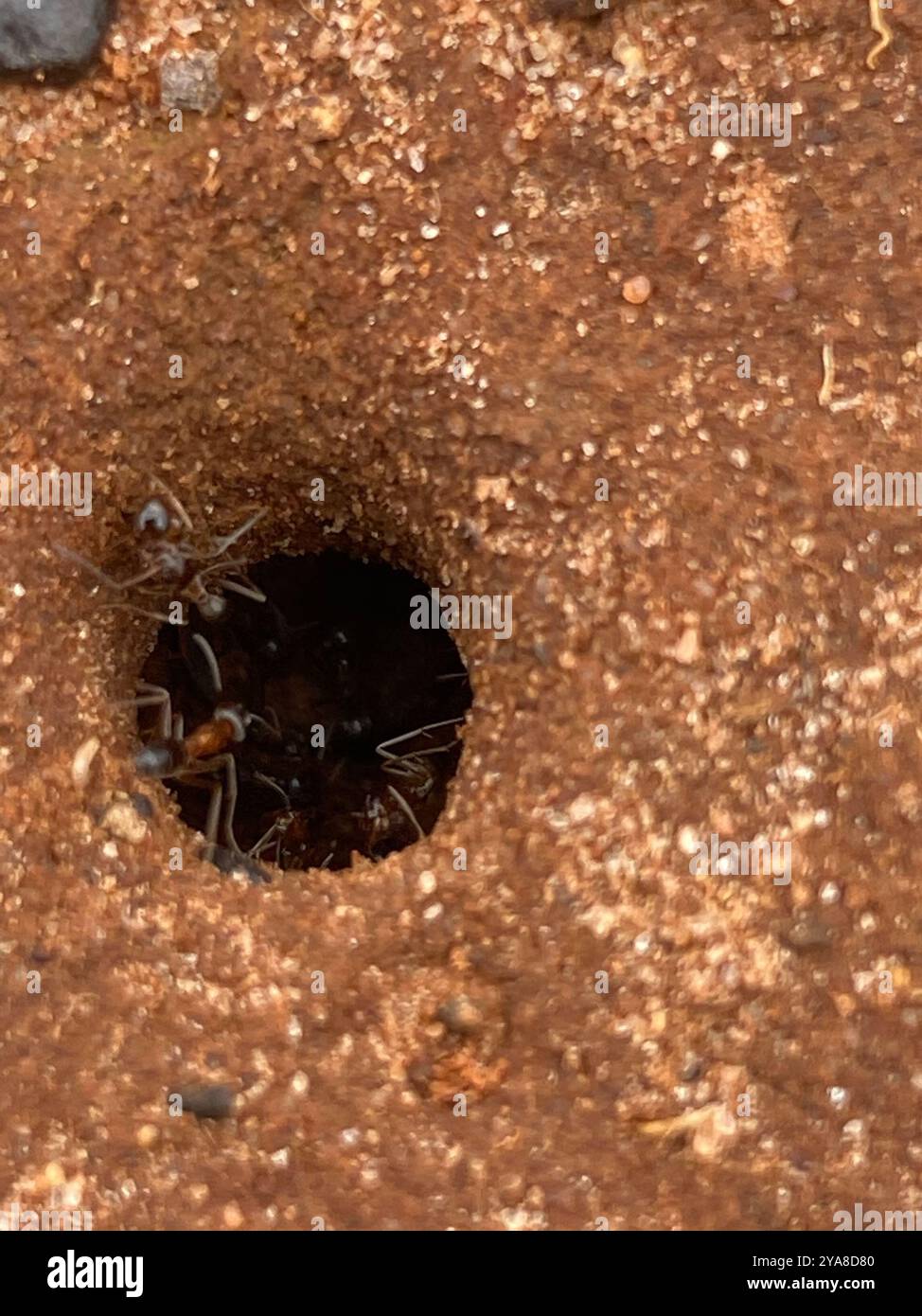 Pyramid Ants (Dorymyrmex) Insecta Stock Photo - Alamy