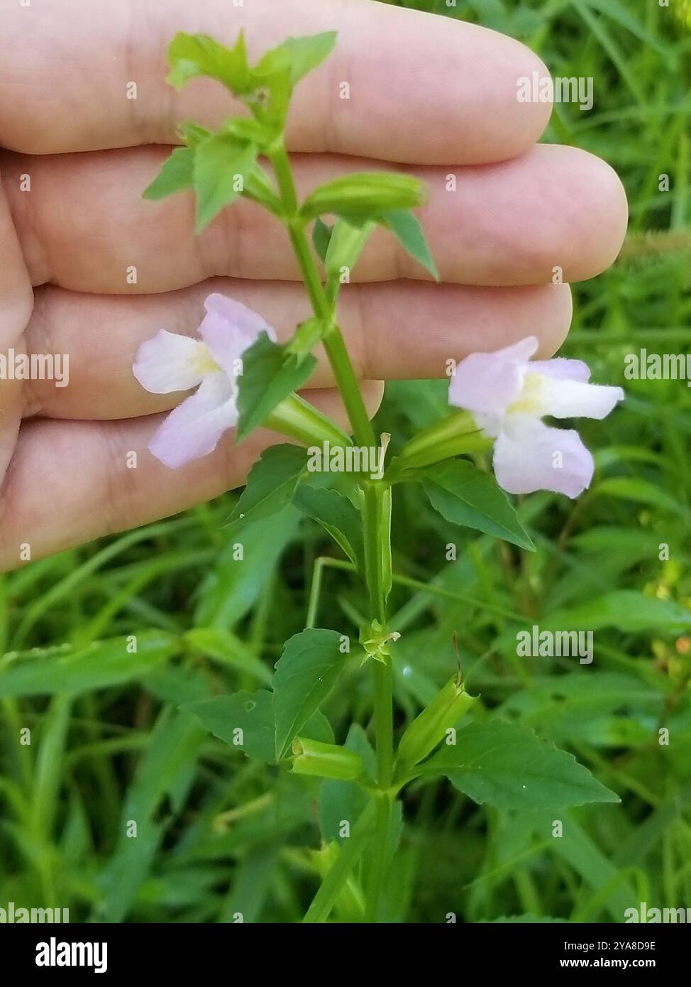 sharpwing monkeyflower (Mimulus alatus) Plantae Stock Photo - Alamy