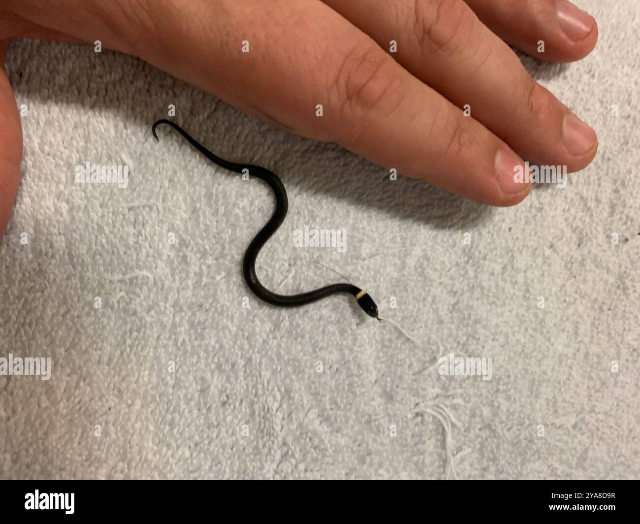 ring-necked snake (Diadophis punctatus) Reptilia Stock Photo - Alamy