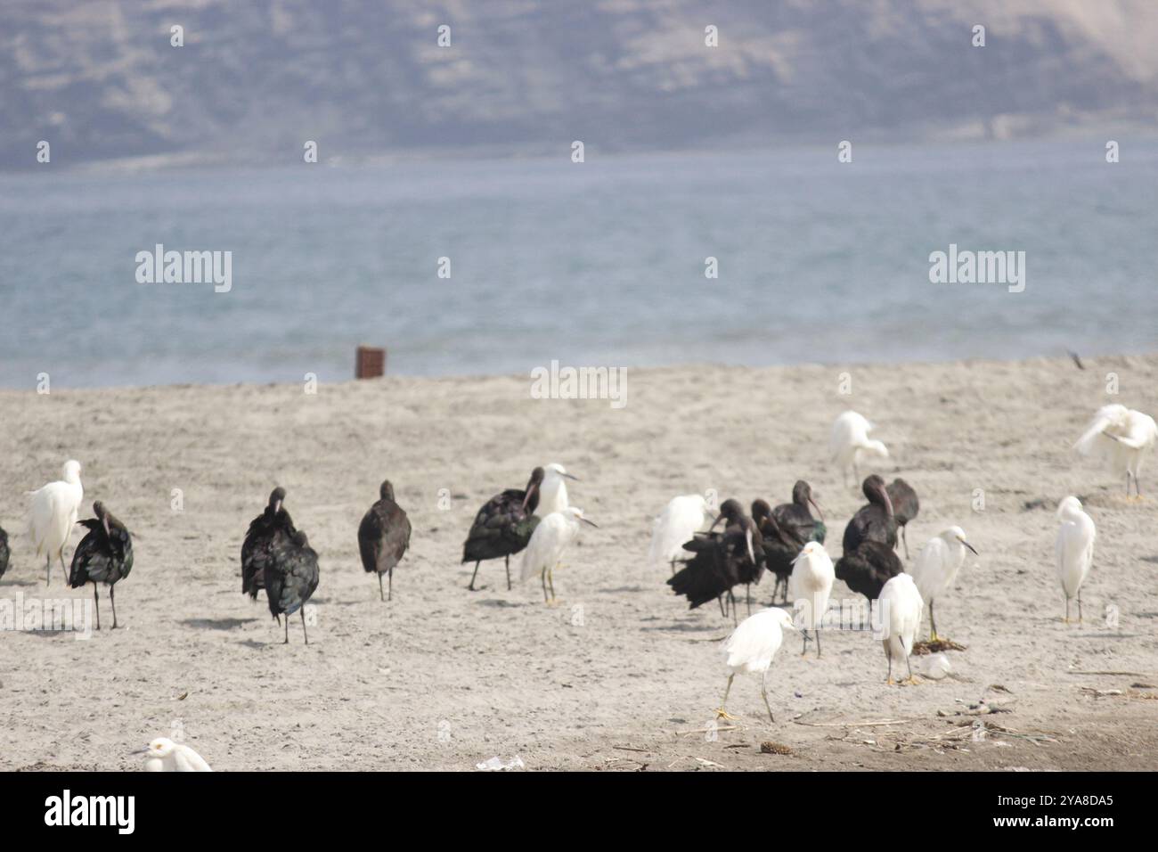 Puna Ibis (Plegadis ridgwayi) Aves Stock Photo - Alamy