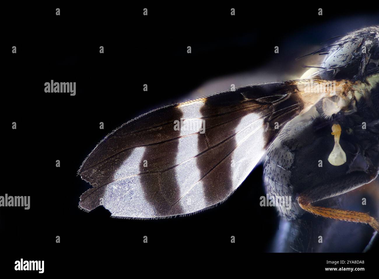 Four-barred Knapweed Gall Fly (Urophora quadrifasciata) Insecta Stock ...