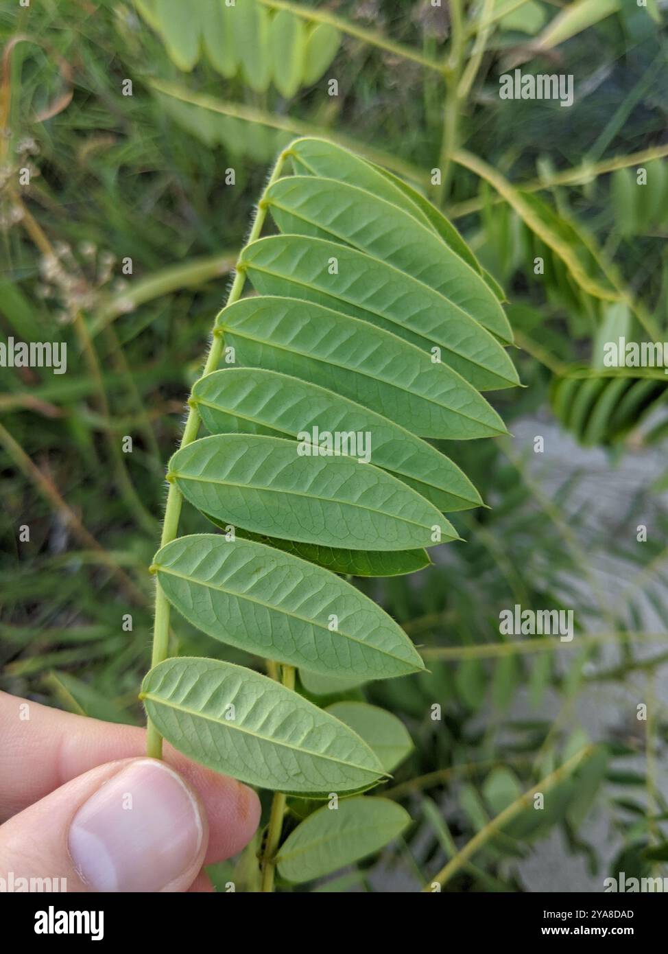 sennas (Senna) Plantae Stock Photo - Alamy
