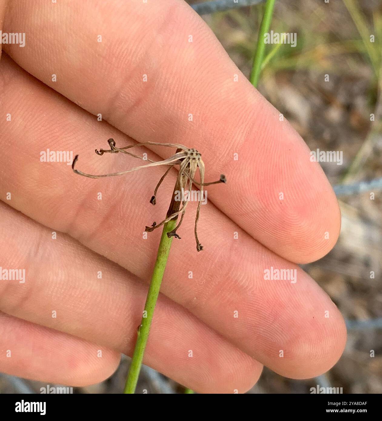 rose rush (Lygodesmia aphylla) Plantae Stock Photo - Alamy
