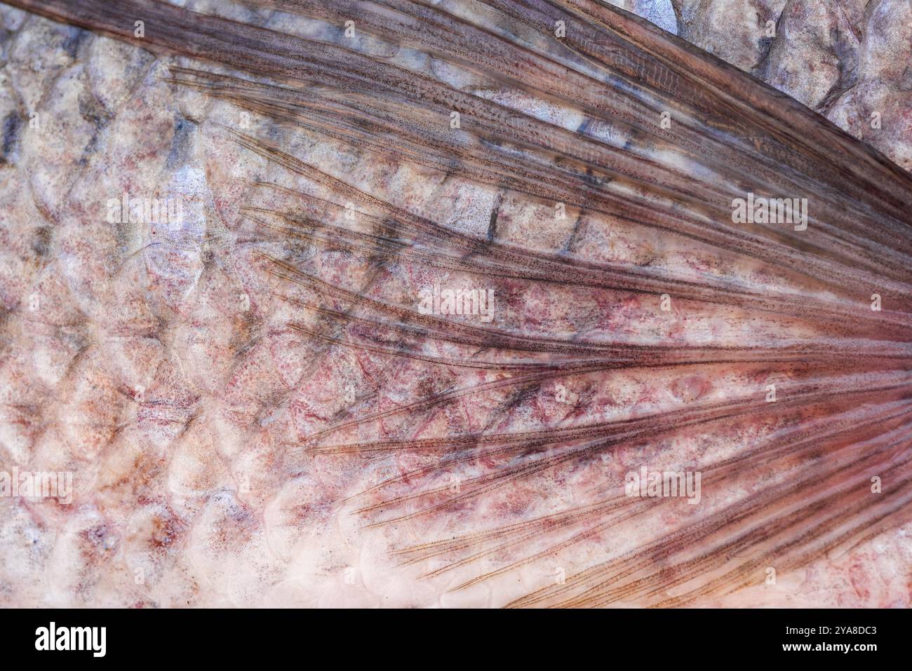 Tilapia texture hi-res stock photography and images - Alamy