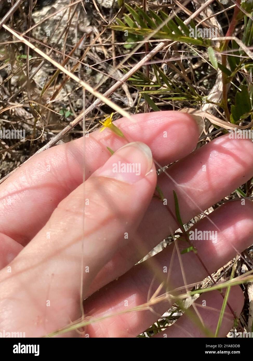 Sanddune Chinchweed (Pectis glaucescens) Plantae Stock Photo - Alamy