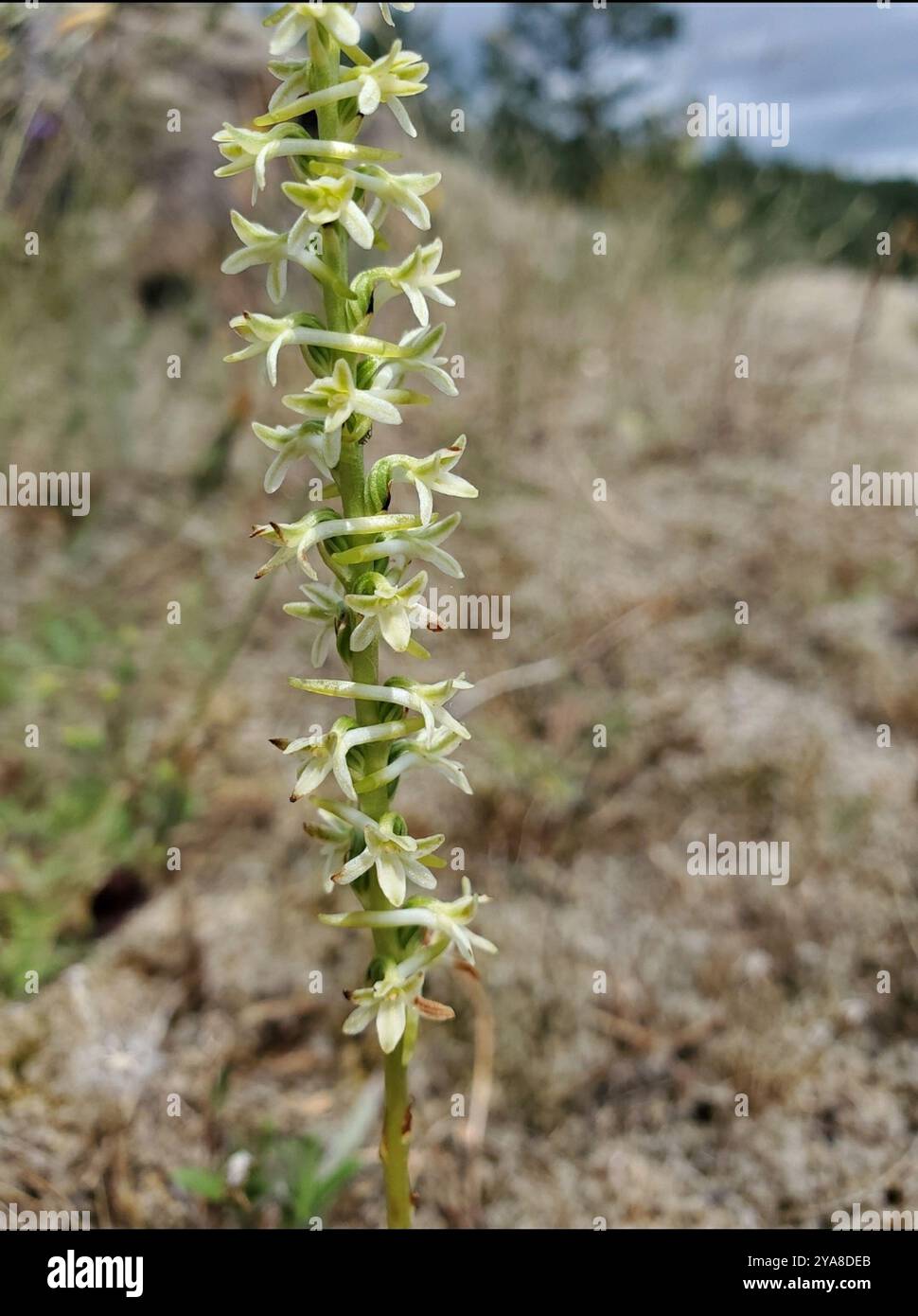 Flat Spurred Piperia (Platanthera transversa) Plantae Stock Photo - Alamy