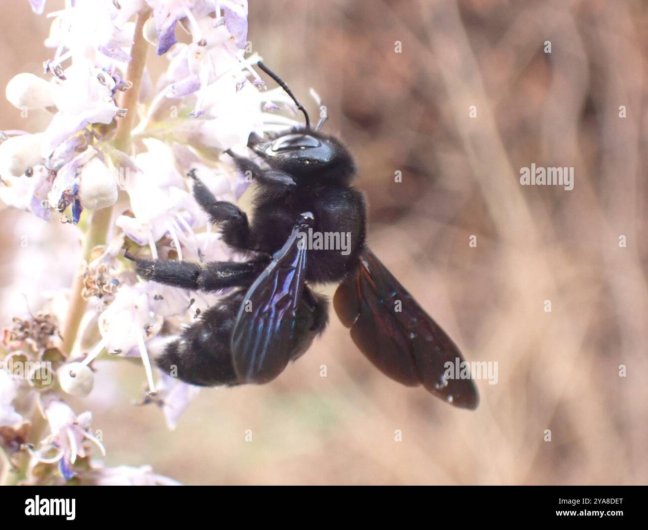 Violet Carpenter Bee (Xylocopa violacea) Insecta Stock Photo - Alamy