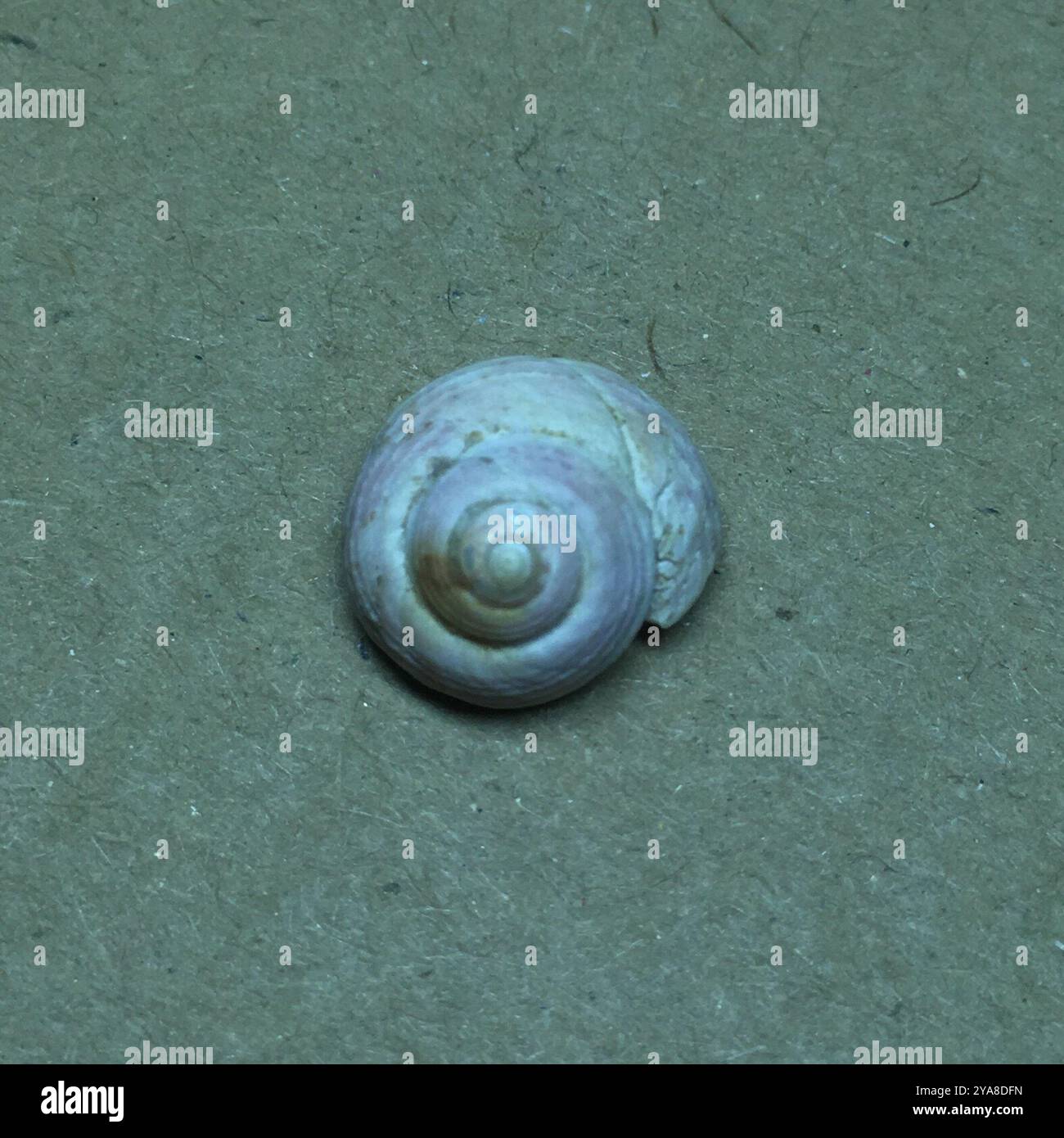 Trochidae hi-res stock photography and images - Alamy