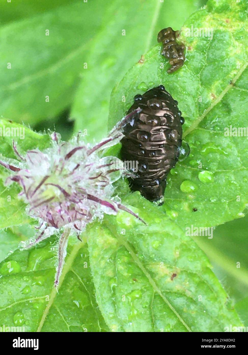 Mint Leaf beetle (Chrysolina herbacea) Insecta Stock Photo - Alamy