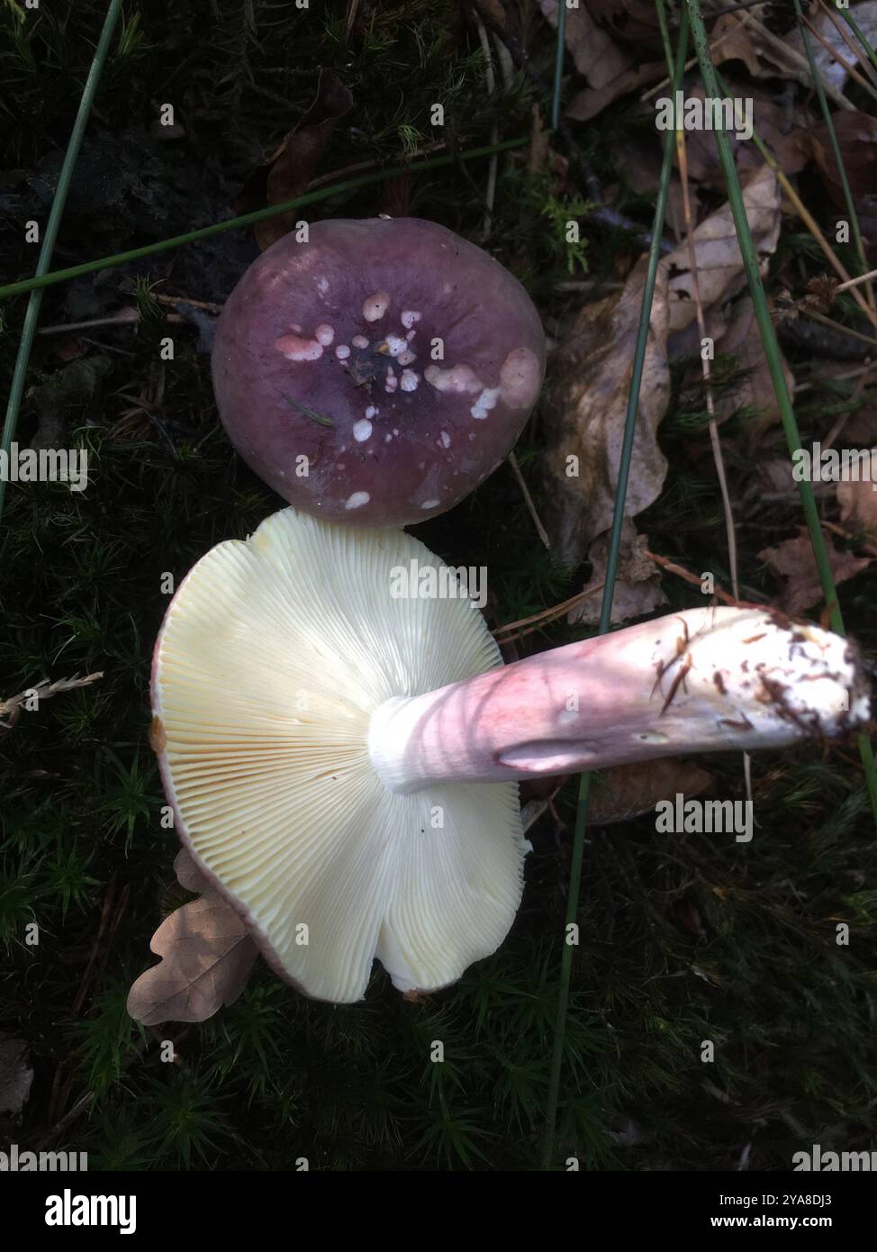 Primrose Brittlegill (Russula sardonia) Fungi Stock Photo - Alamy
