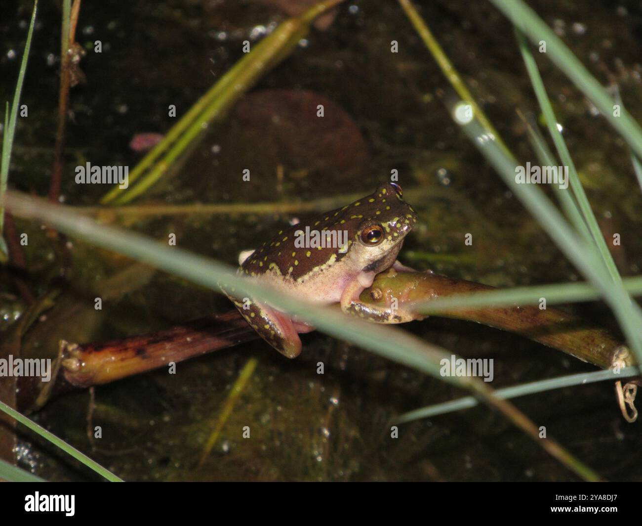 Painted Reed Frog (Hyperolius marmoratus) Amphibia Stock Photo - Alamy