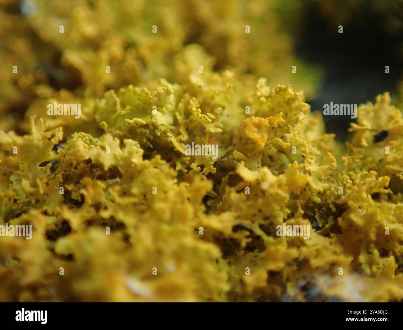Shrubby Sunburst Lichen (Polycauliona candelaria) Fungi Stock Photo - Alamy
