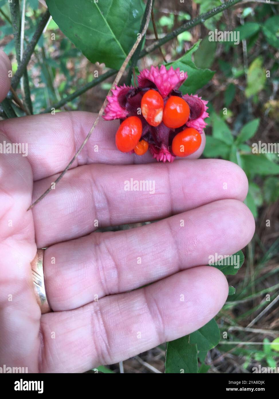 strawberry bush (Euonymus americanus) Plantae Stock Photo - Alamy