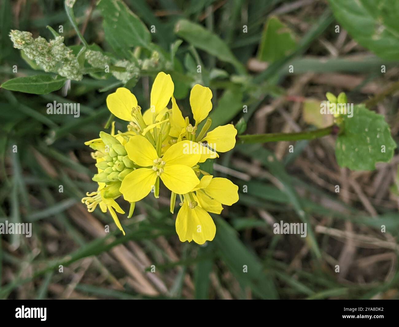 charlock (Mutarda arvensis) Plantae Stock Photo - Alamy