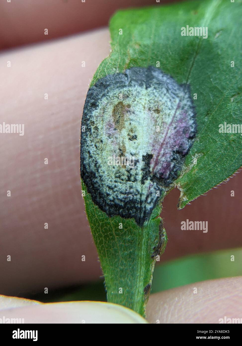 Carbonifera goldenrod gall midge (Asteromyia carbonifera) Insecta Stock ...