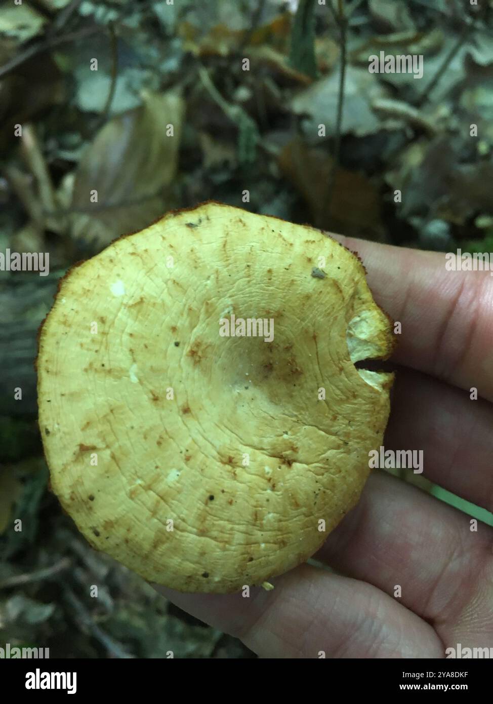 Polyporus tuberaster hi-res stock photography and images - Alamy