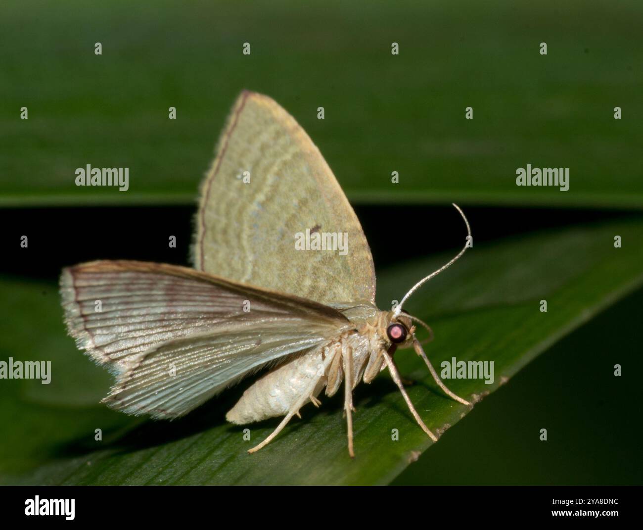 Geometer Moths (Geometridae) Insecta Stock Photo - Alamy