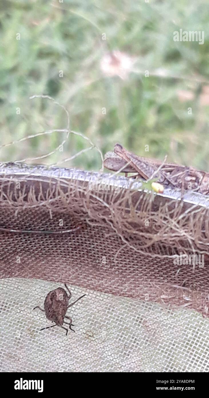 Triangle Crab Spider (Ebrechtella tricuspidata) Arachnida Stock Photo ...