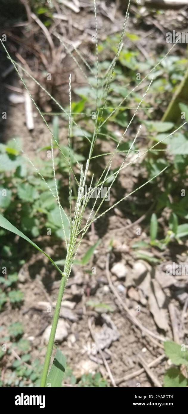 sprangletop (Diplachne fusca) Plantae Stock Photo - Alamy