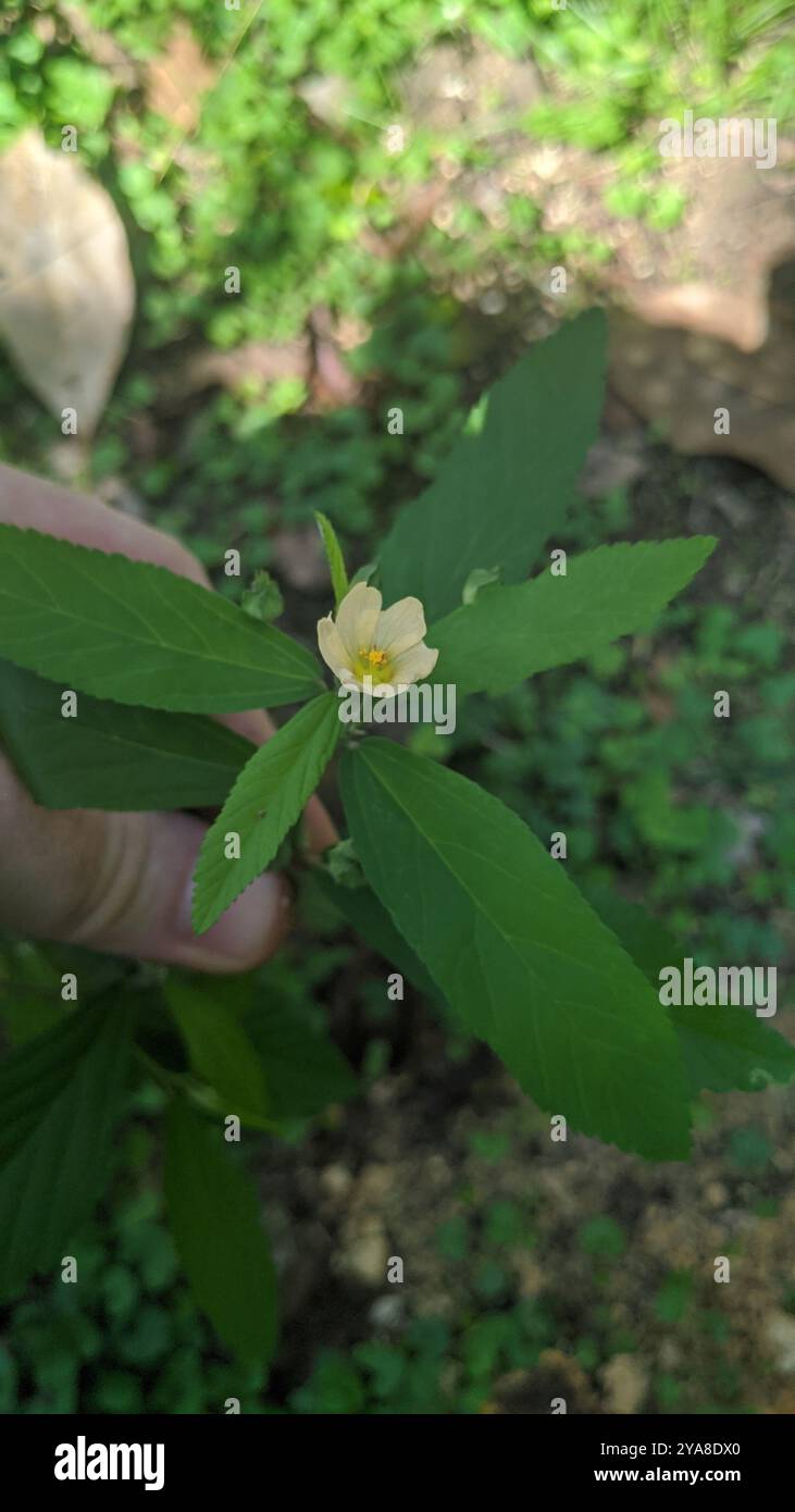 Cuban jute (Sida rhombifolia) Plantae Stock Photo - Alamy