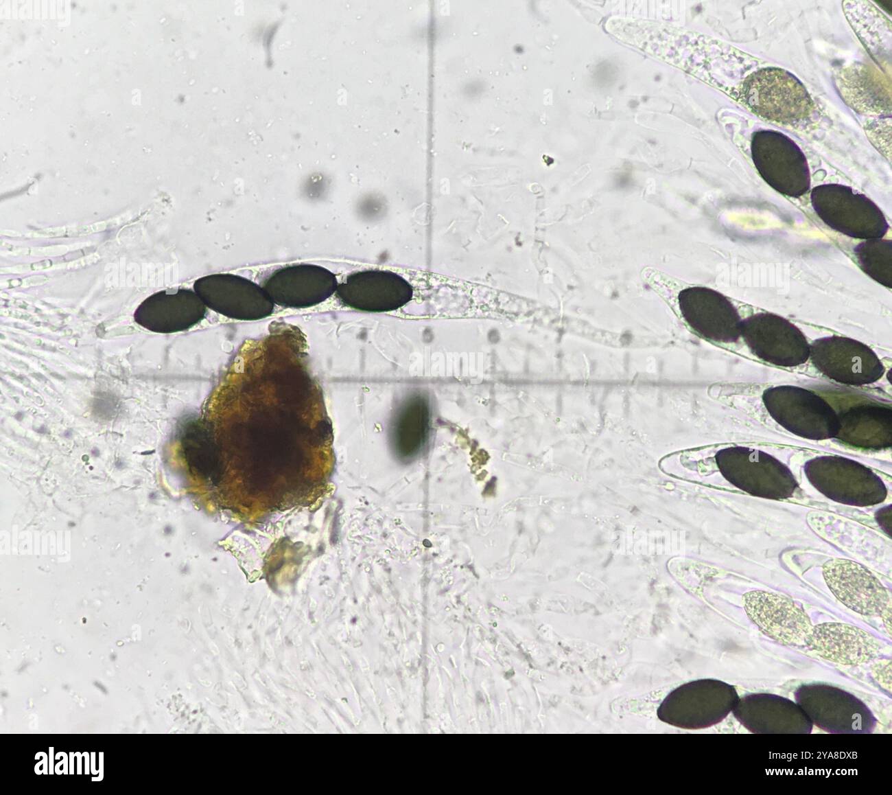 Podospora anserina hi-res stock photography and images - Alamy
