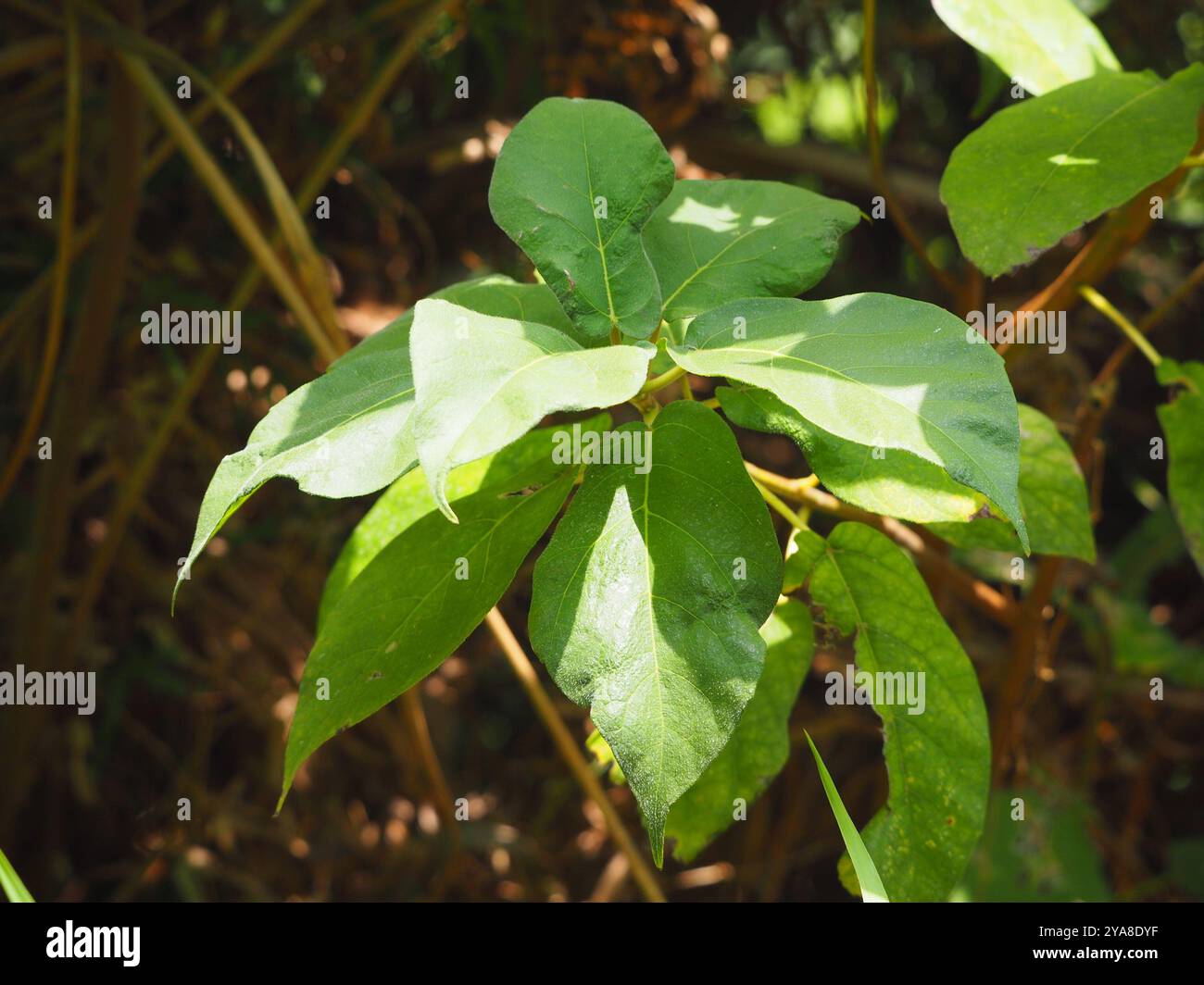 Fairy Fig (Ficus erecta) Plantae Stock Photo - Alamy