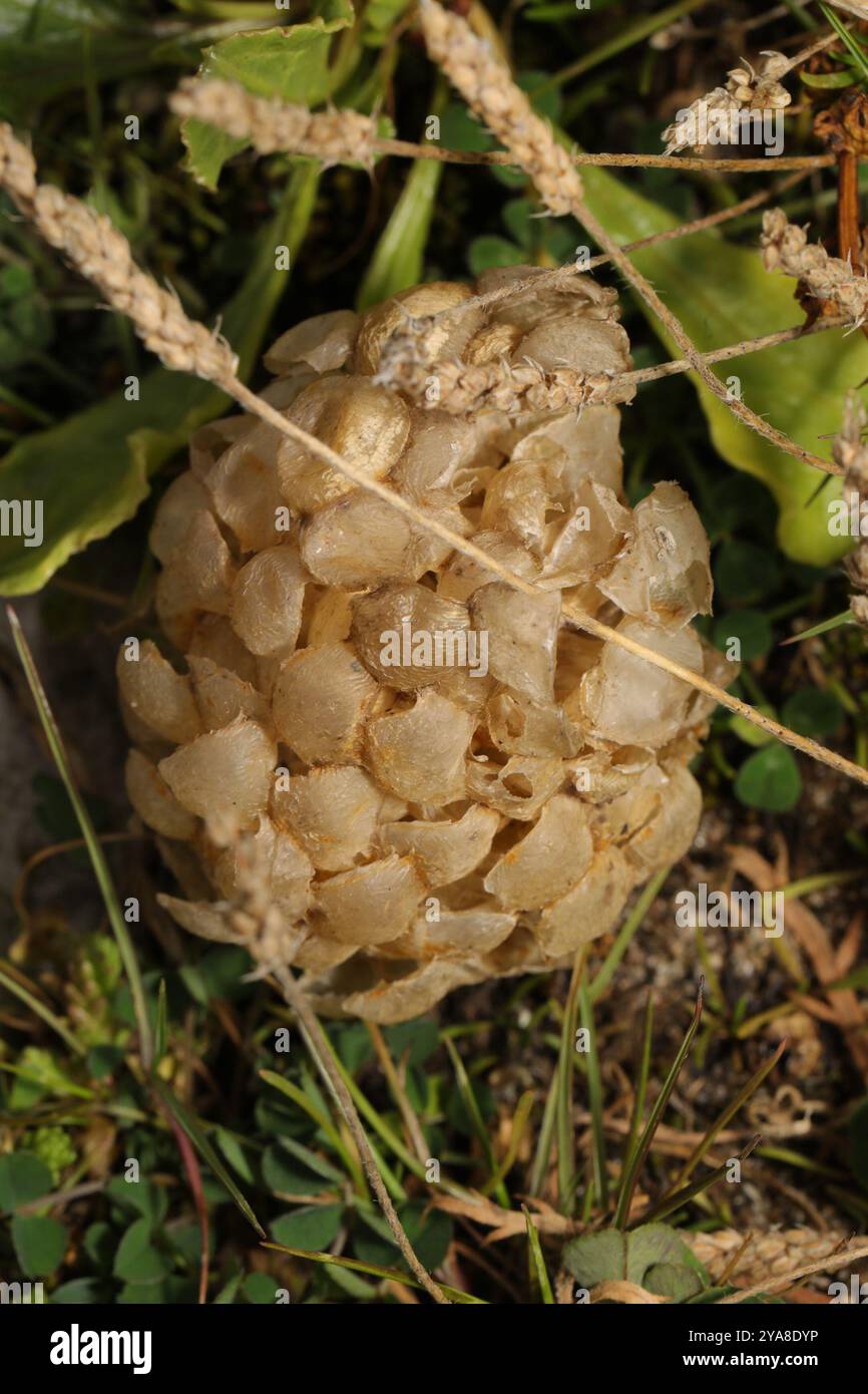 Common Whelk (Buccinum undatum) Mollusca Stock Photo - Alamy