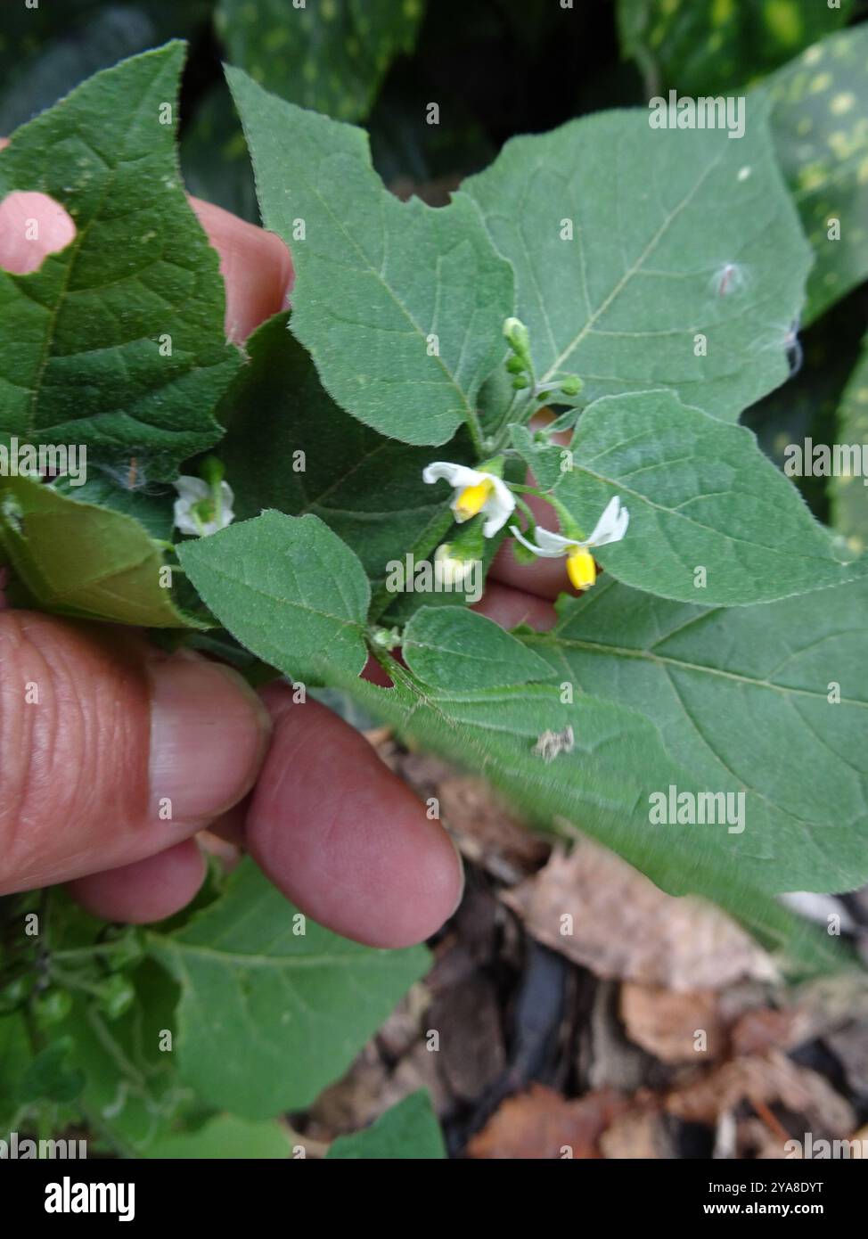 black nightshade (Solanum nigrum) Plantae Stock Photo - Alamy