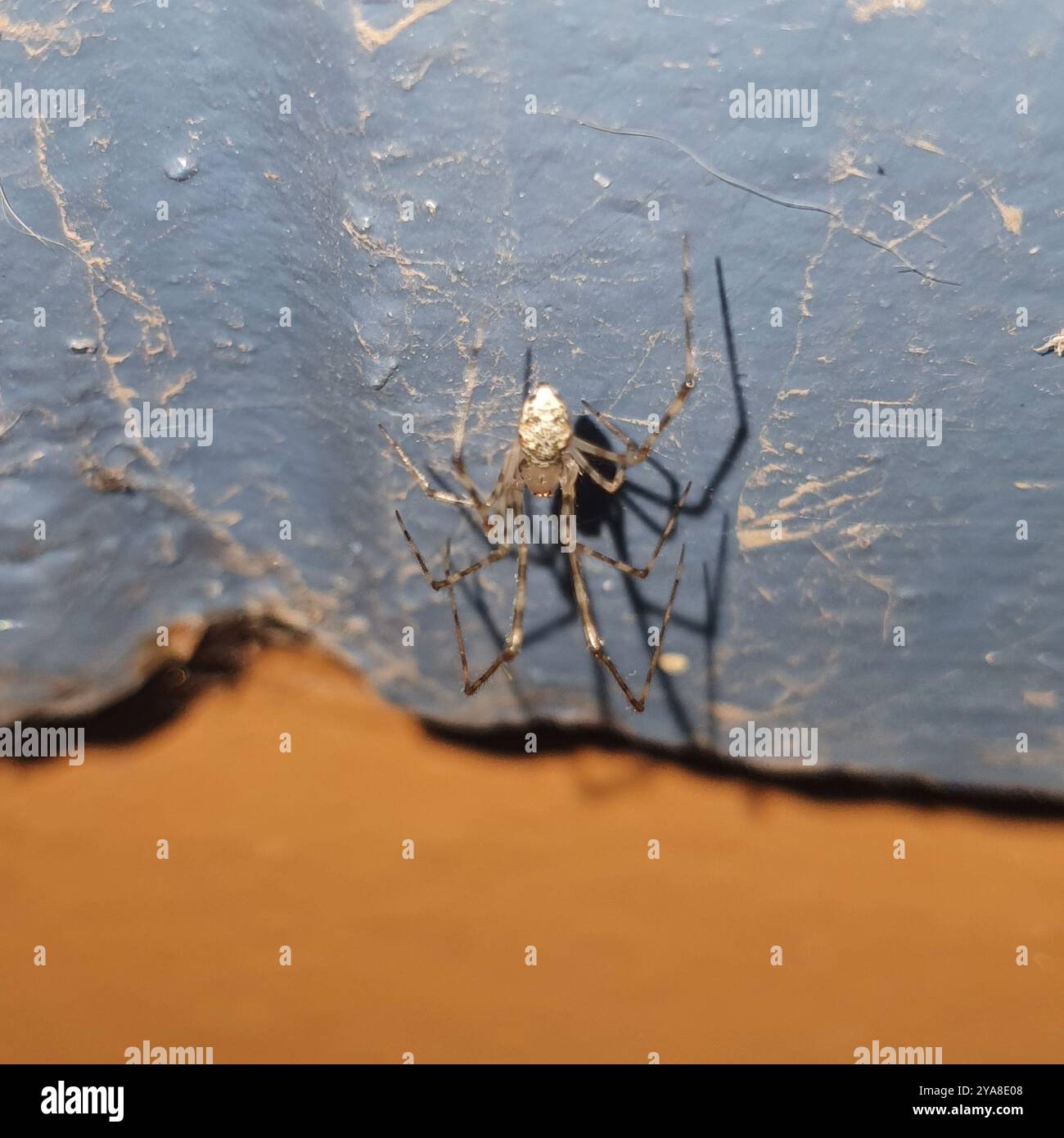 Comb-footed Spiders (Theridiidae) Arachnida Stock Photo - Alamy