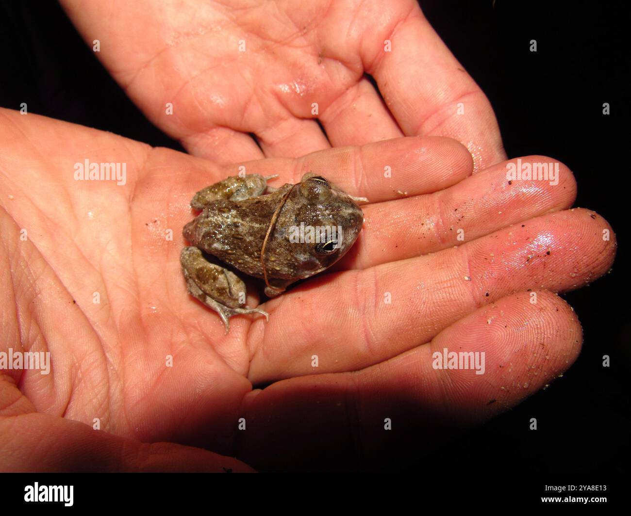 Cape sand frog (Tomopterna delalandii) Amphibia Stock Photo - Alamy