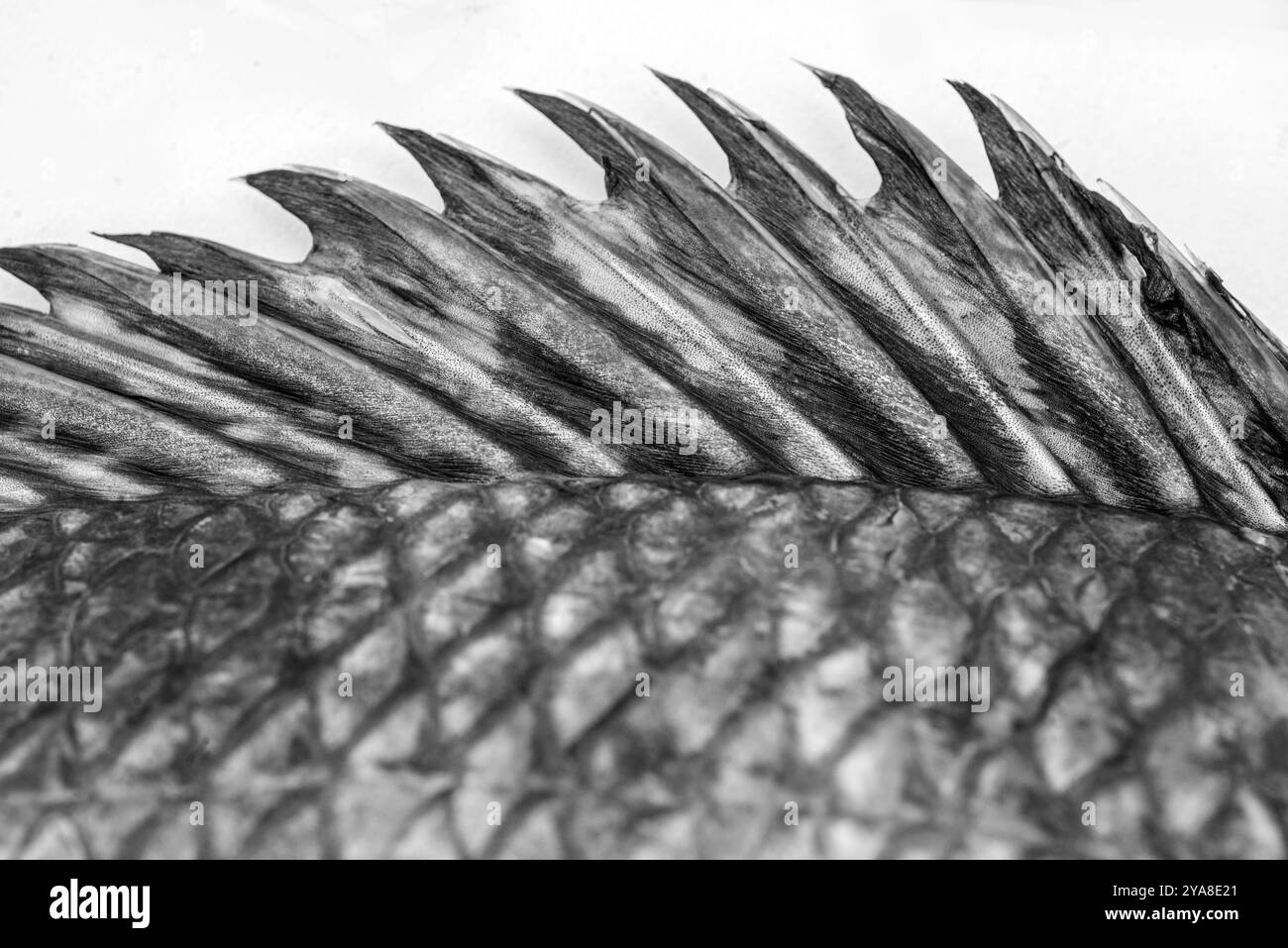 Fins detail hi-res stock photography and images - Alamy