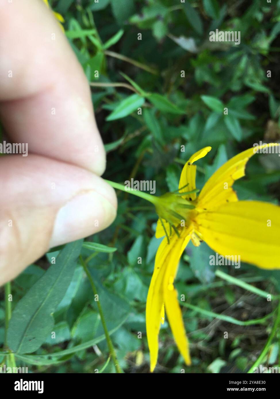 Greater Tickseed (Coreopsis major) Plantae Stock Photo - Alamy