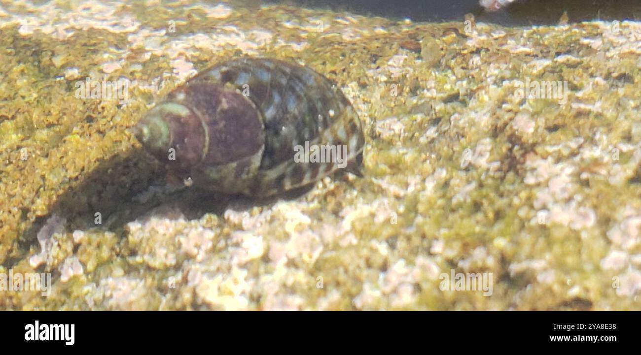 Gastropods (Gastropoda) Mollusca Stock Photo - Alamy