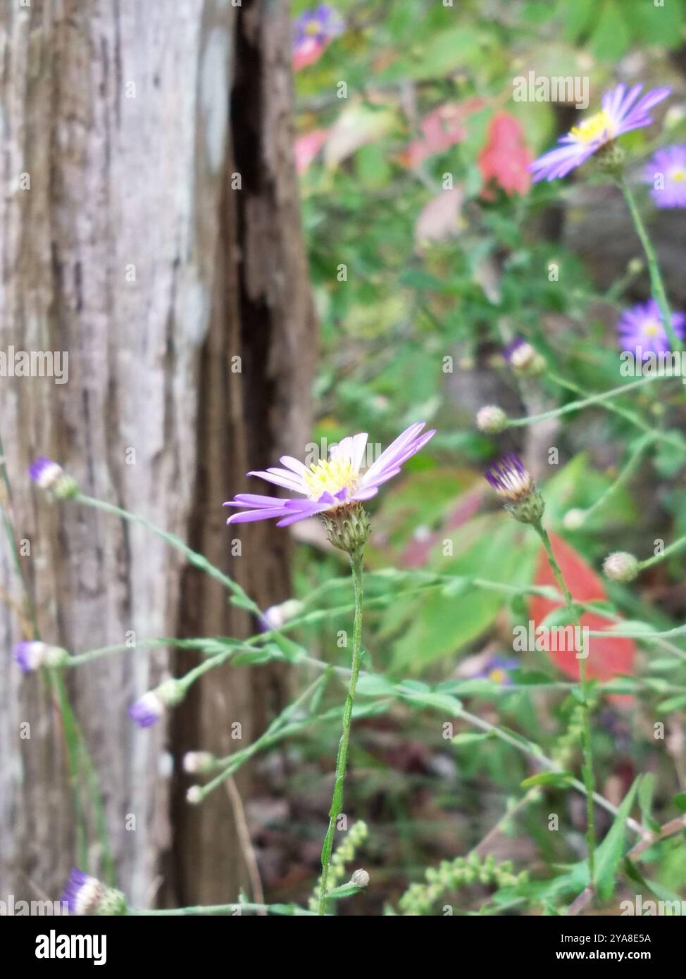 Grass-leaved prairie aster (Eurybia hemispherica) Plantae Stock Photo ...
