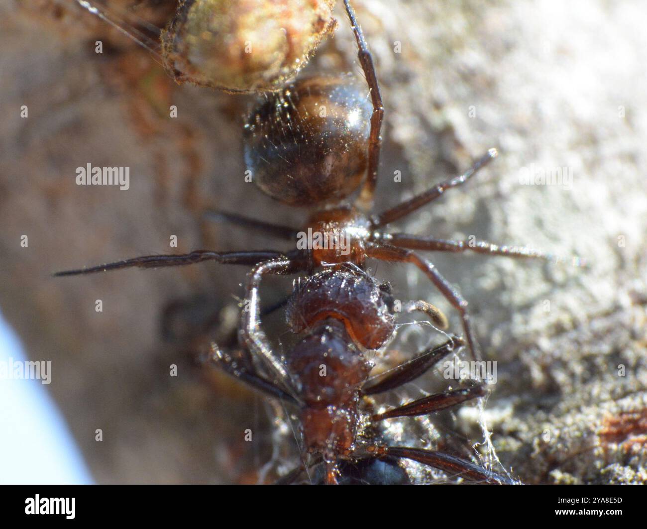 Ant-eating Spiders (Euryopis) Arachnida Stock Photo - Alamy