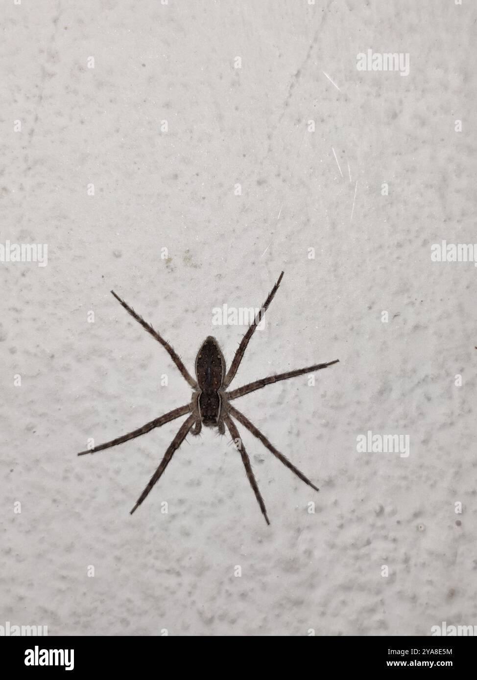 Nursery Web Spiders (Pisauridae) Arachnida Stock Photo - Alamy