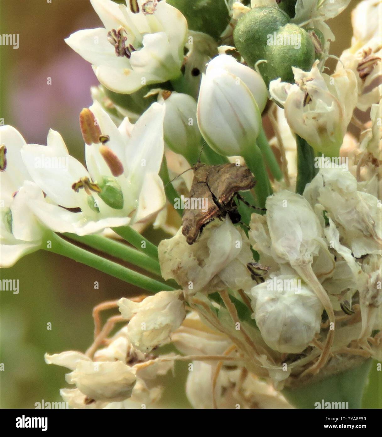 Apple Leaf Skeletonizer Moth (Choreutis pariana) Insecta Stock Photo ...