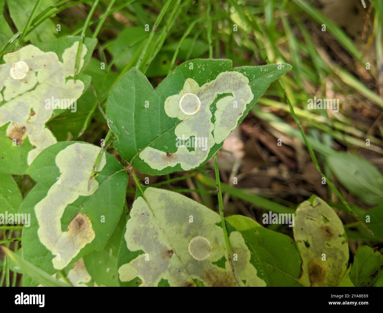 Poison Ivy Leaf-miner Moth (Cameraria guttifinitella) Insecta Stock ...