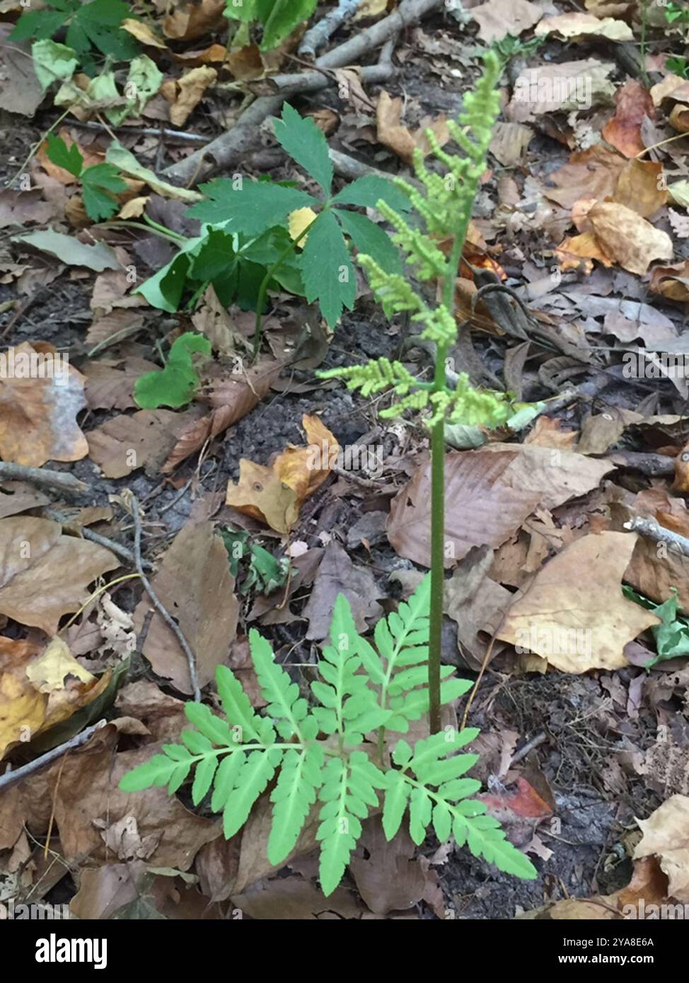 Cutleaf Grapefern (Sceptridium dissectum) Plantae Stock Photo - Alamy
