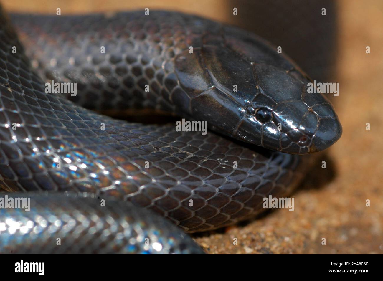 Common Purple-glossed Snake (Amblyodipsas polylepis) Reptilia Stock ...